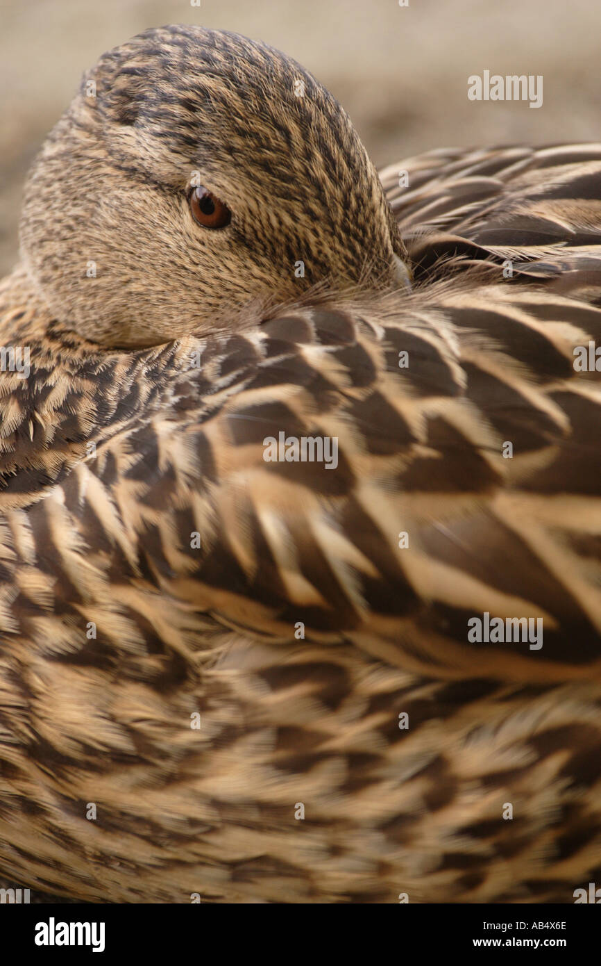 Sleeping wild duck Stock Photo - Alamy