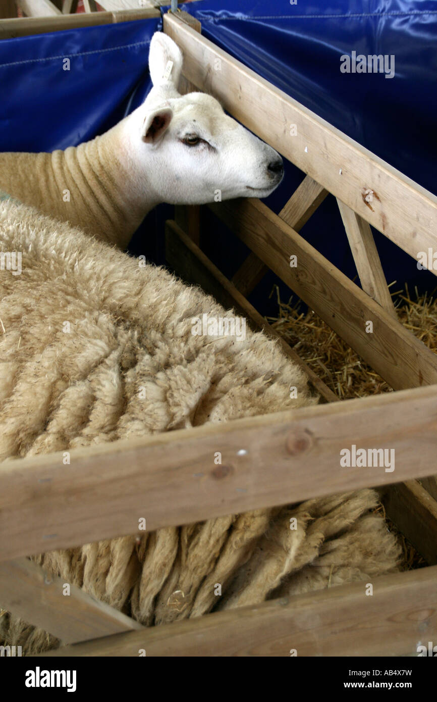 Prize winning sheep hi-res stock photography and images - Alamy