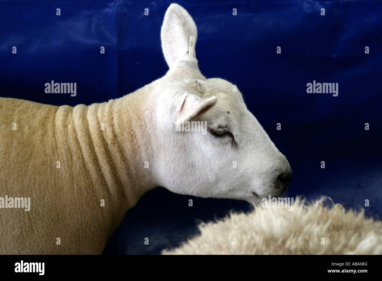 A prize winning sheep at an agricultural show in Suffolk UK Stock Photo ...