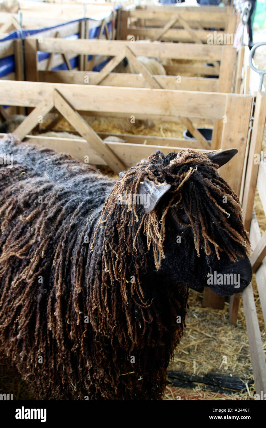A prize winning sheep at an agricultural show in Suffolk UK Stock Photo ...