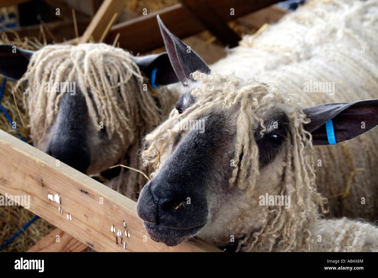 Two prize winning sheep at an agricultural show in Suffolk UK Stock ...