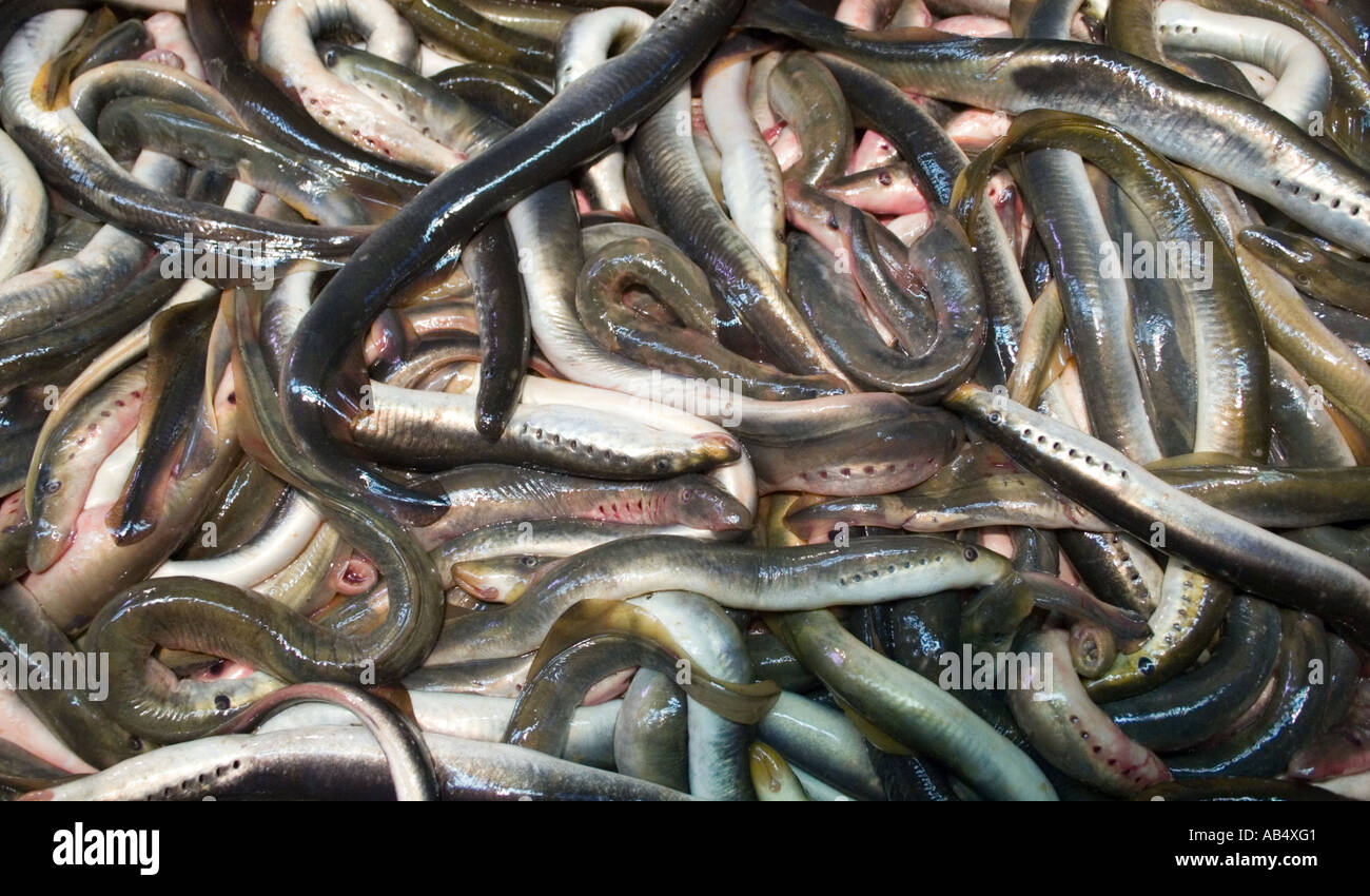 Slime eels hi-res stock photography and images - Alamy