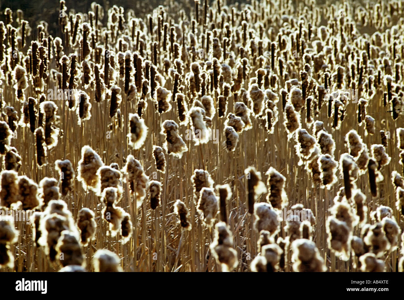 Back lit field of cattails Stock Photo - Alamy