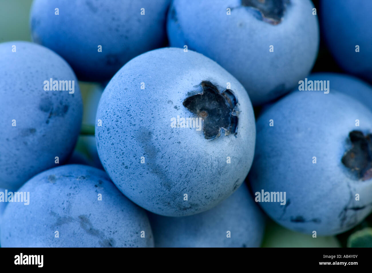 Blueberry bush hi-res stock photography and images - Alamy