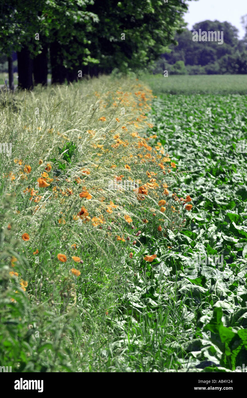 Ww1 field location hi-res stock photography and images - Alamy