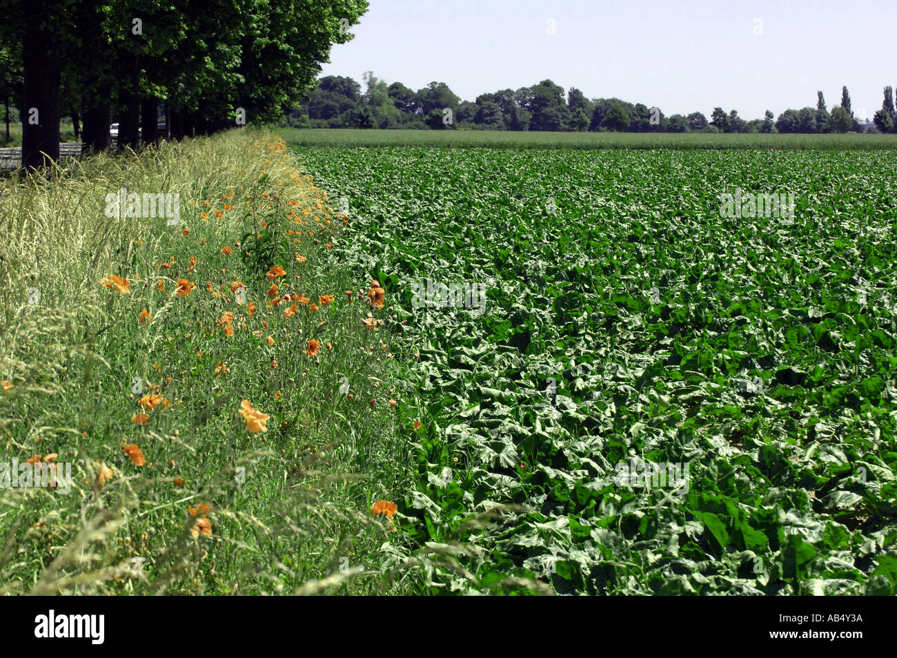 red corn poppy papaver rhaeas rhoeas Stock Photo - Alamy