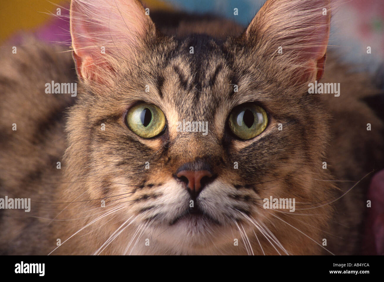 cat long hair longhaired tan tabby penetrating eyes PR 238 Stock Photo ...