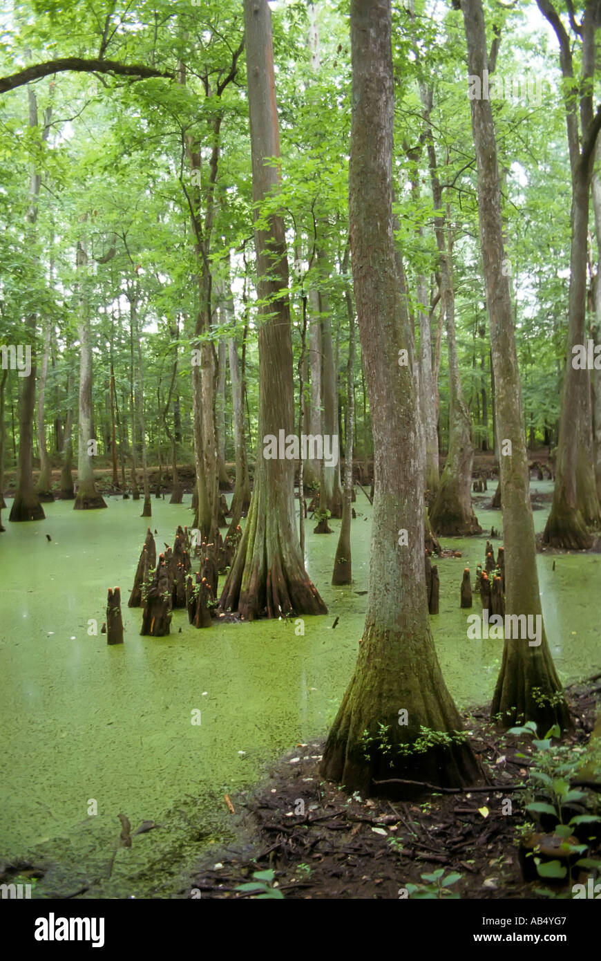 Mississippi swamp tour hi-res stock photography and images - Alamy