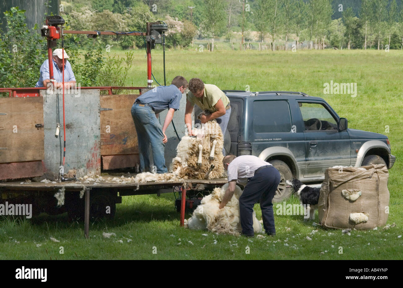 Ireland County Wicklow sheep shearing Stock Photo - Alamy