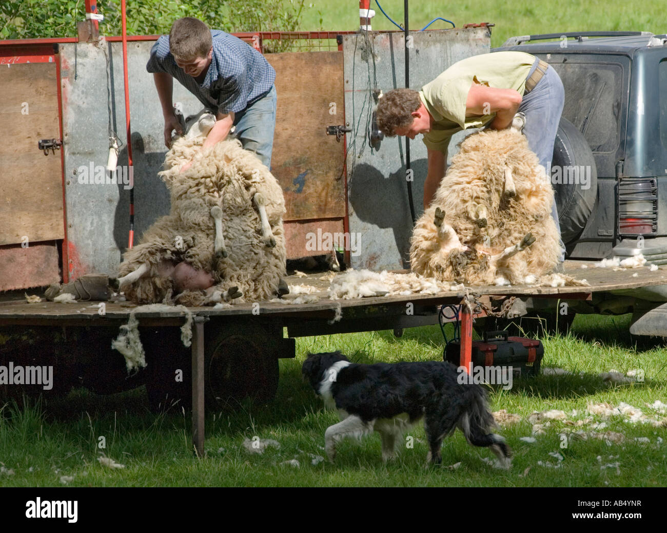 Ireland County Wicklow sheep shearing Stock Photo - Alamy