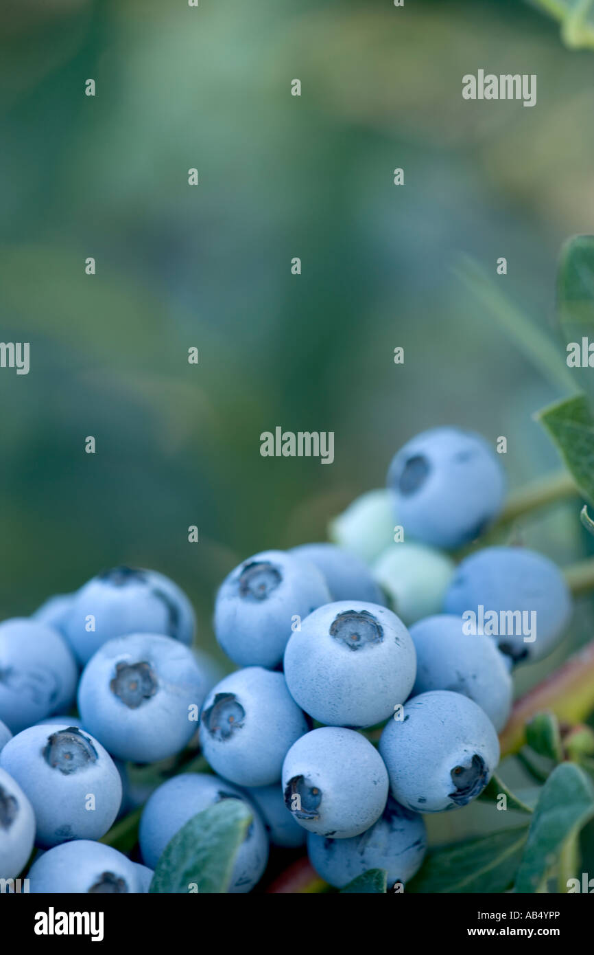 Branch of blueberries hi-res stock photography and images - Alamy