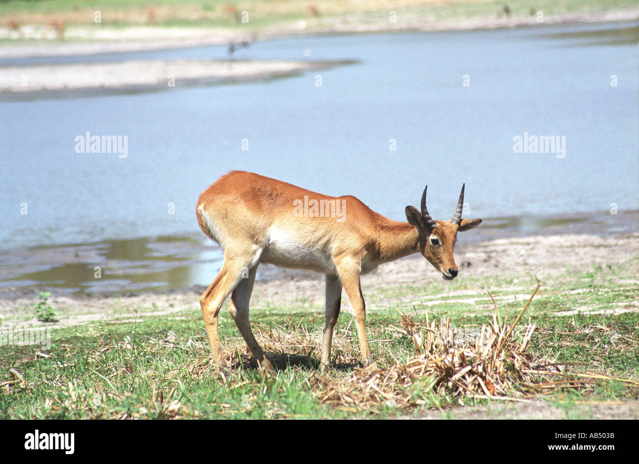 Red Llechwe Botswana Stock Photo - Alamy