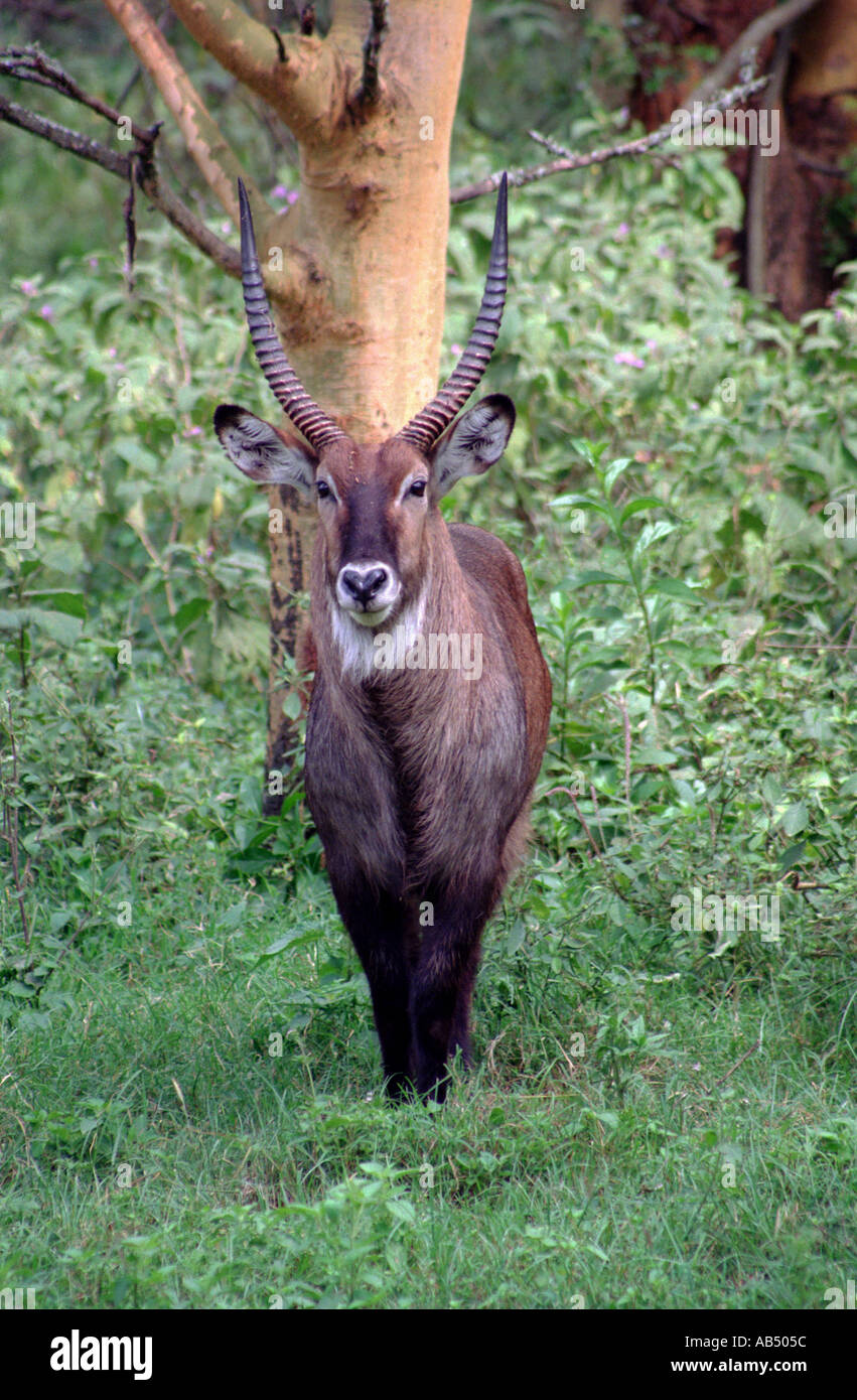 Waterbuck Defassa Kenya Stock Photo - Alamy