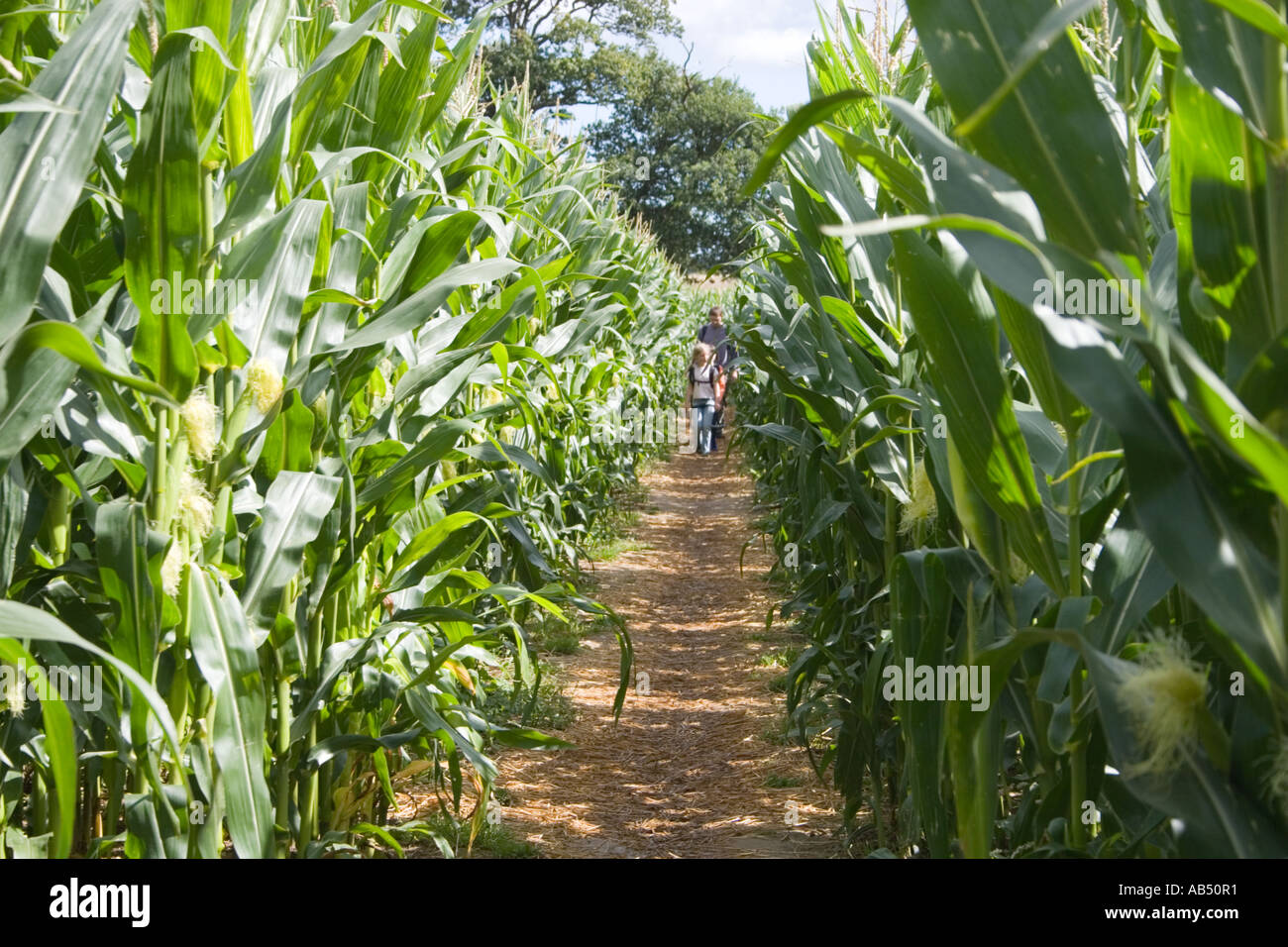 a family in the Maize Maze at Metton Norfolk UK Stock Photo - Alamy