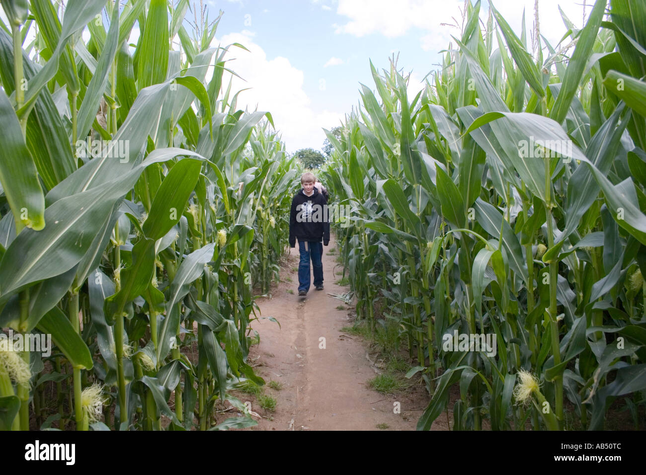 Maize Maze at Metton Norfolk UK Stock Photo - Alamy