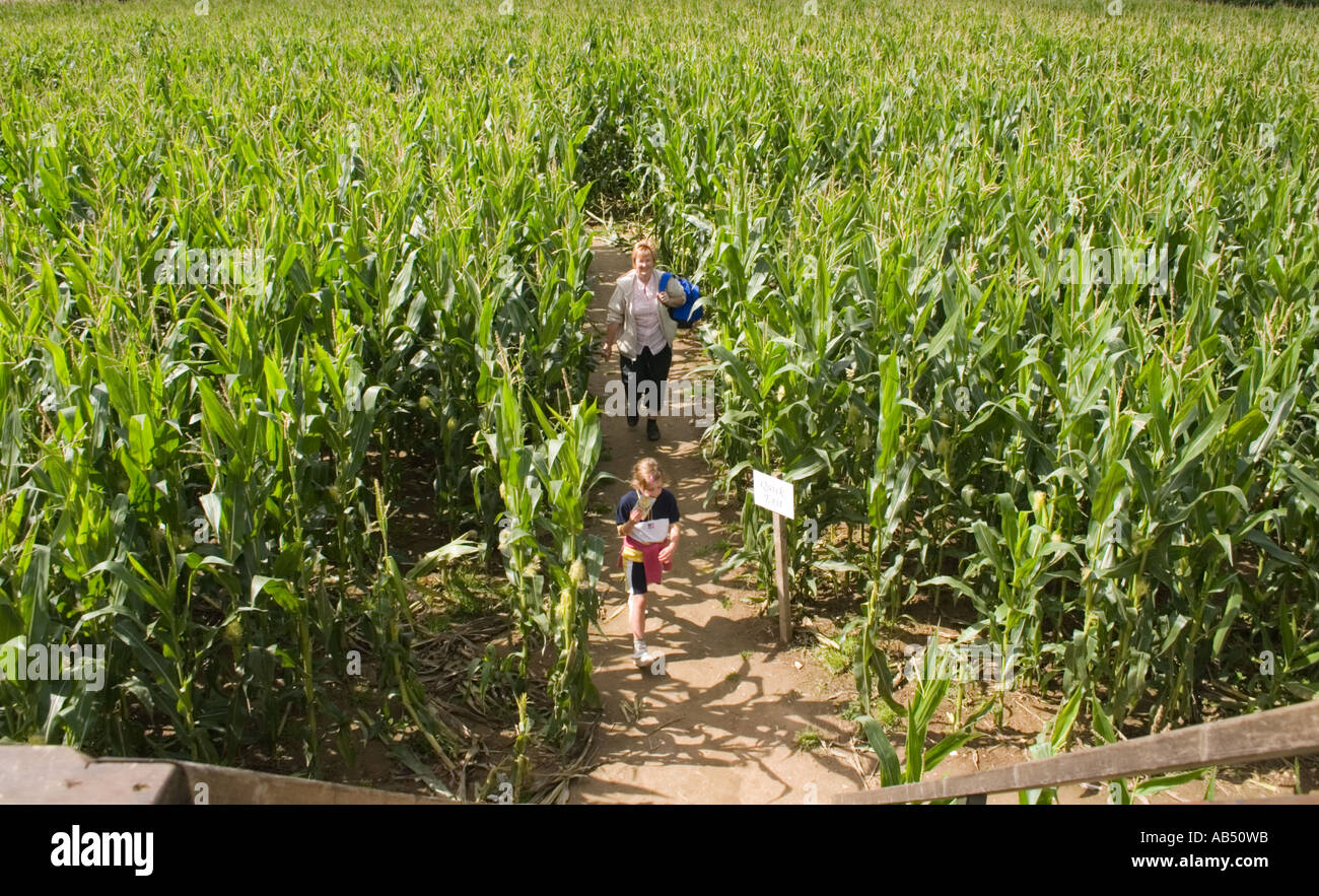 Getting to the middle of the Maize Maze at Metton Norfolk UK Stock ...