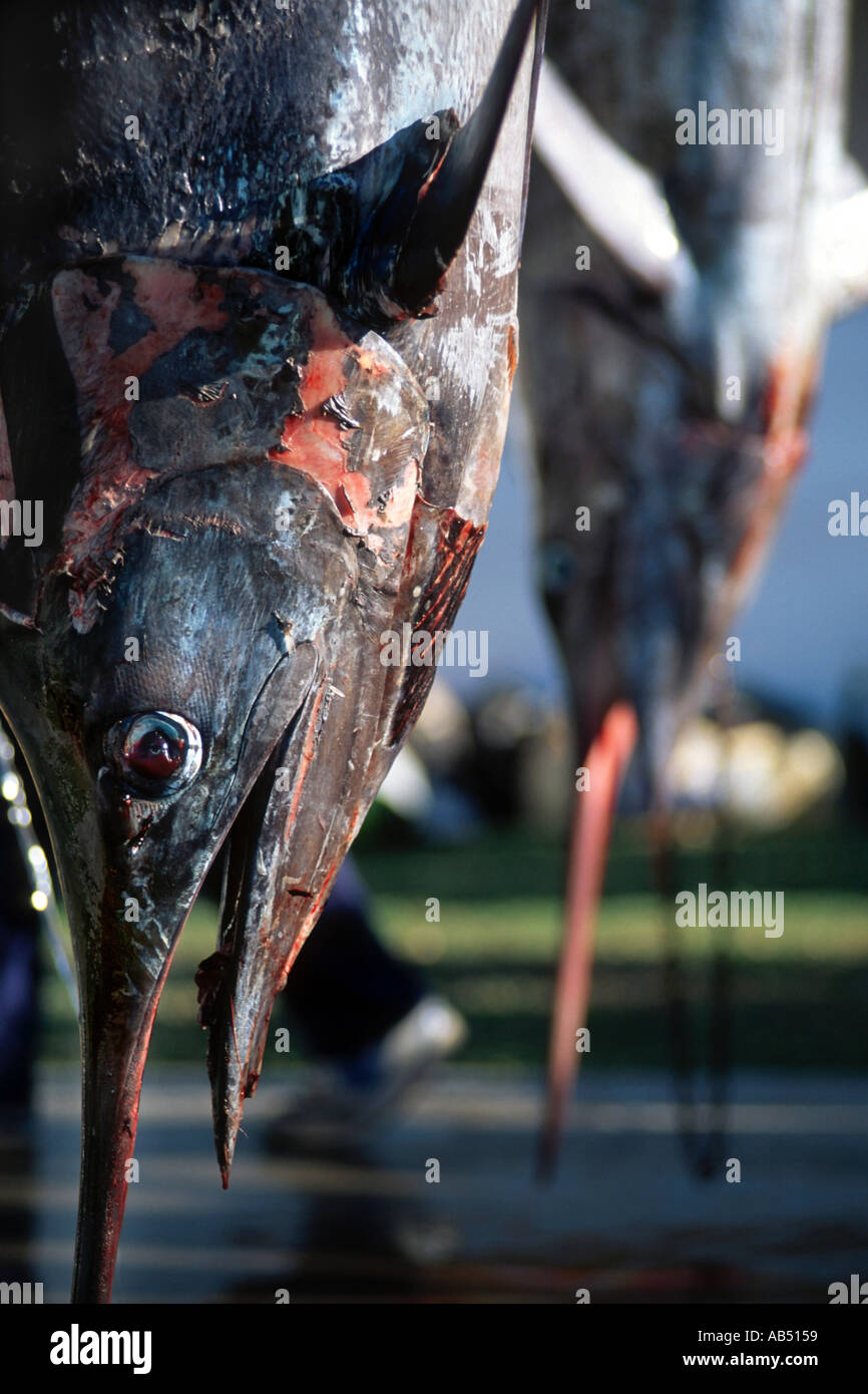 Deep sea fishing mauritius hi-res stock photography and images - Alamy