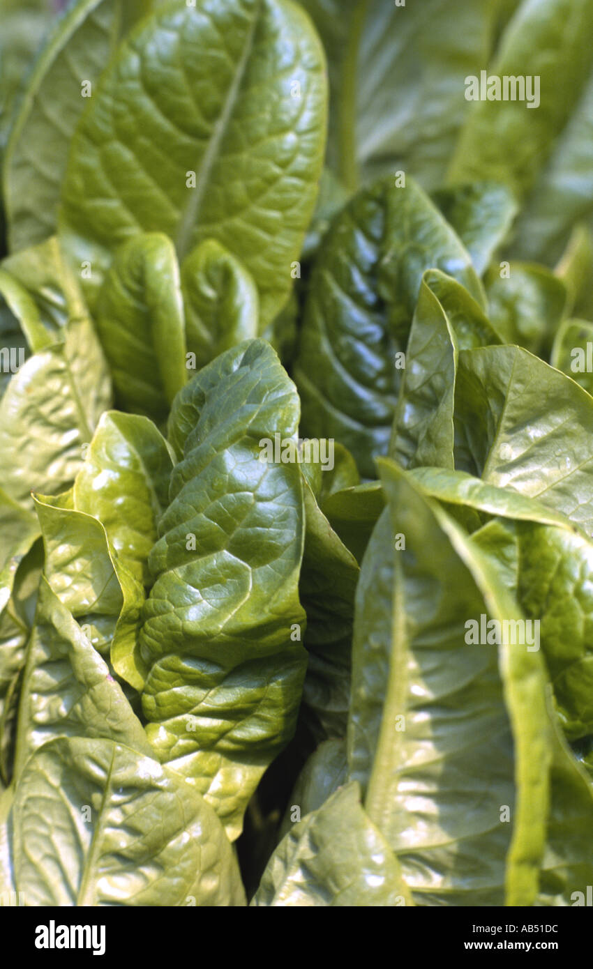 Kos lettuce hi-res stock photography and images - Alamy