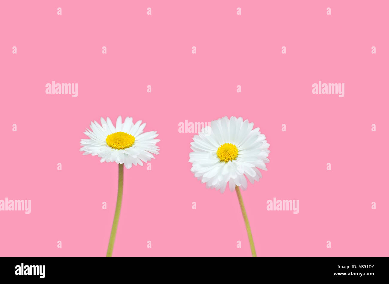 Pair of White Daisy Flowers Against Pink Background Stock Photo - Alamy