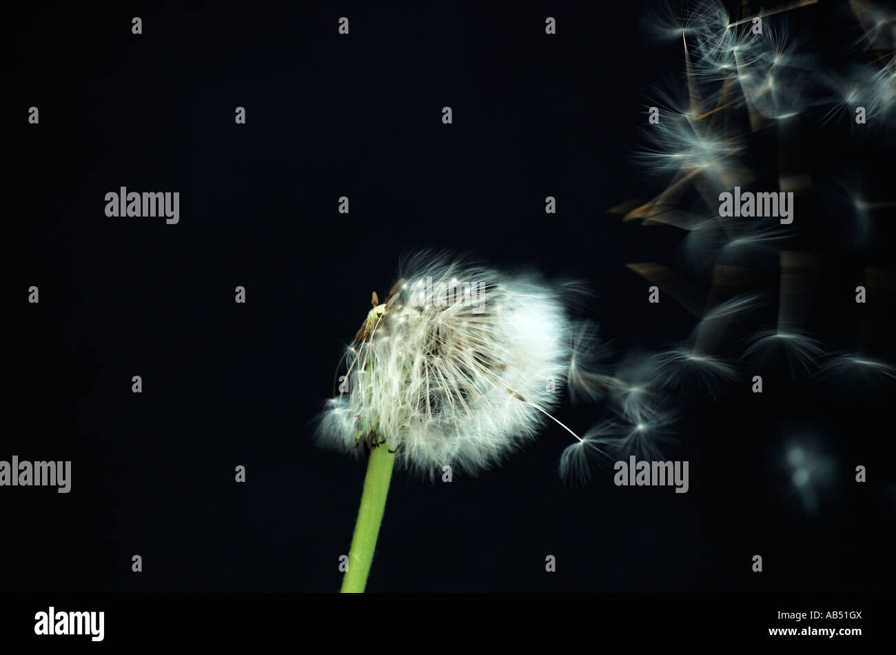 Dandelion blowing seeds in wind hi-res stock photography and images - Alamy