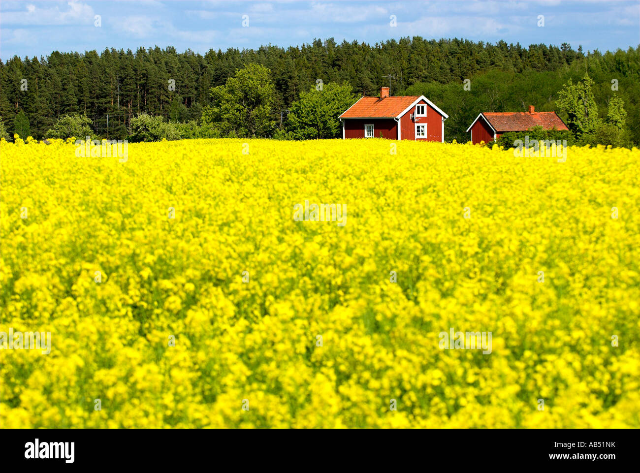 Rapefield in front of croft. Sweden Stock Photo - Alamy