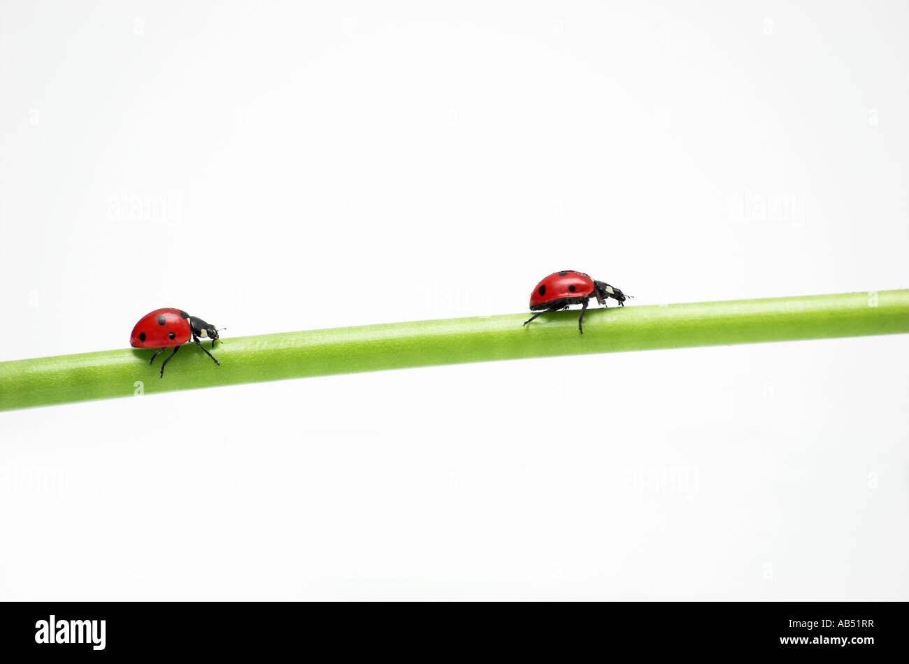 Two ladybirds crawling along tulip stem stalk Stock Photo - Alamy