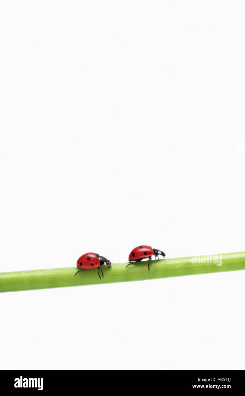 Two ladybirds crawling along tulip stem stalk Stock Photo - Alamy