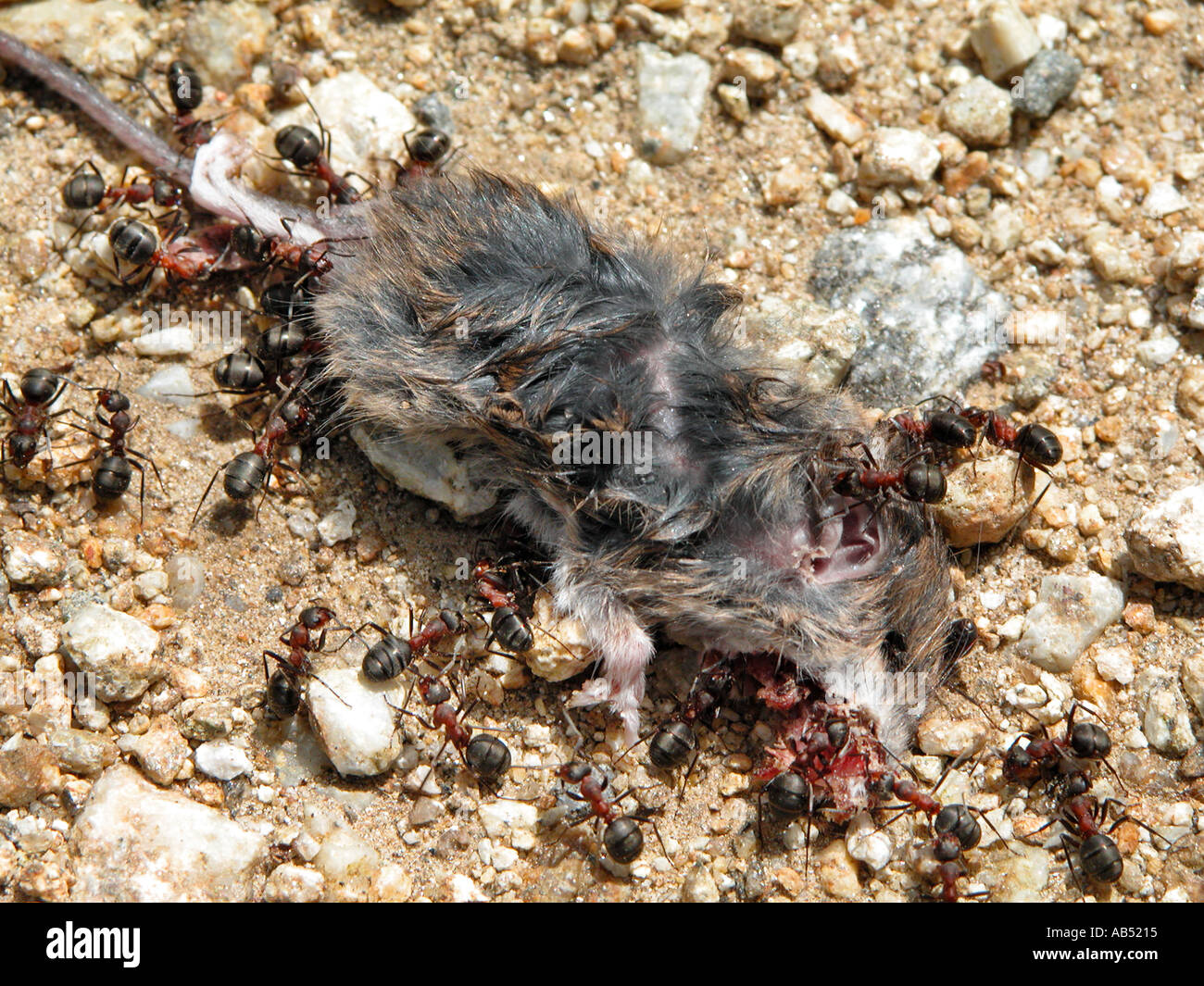 corpse of a mouse is manufactured by ants Stock Photo - Alamy