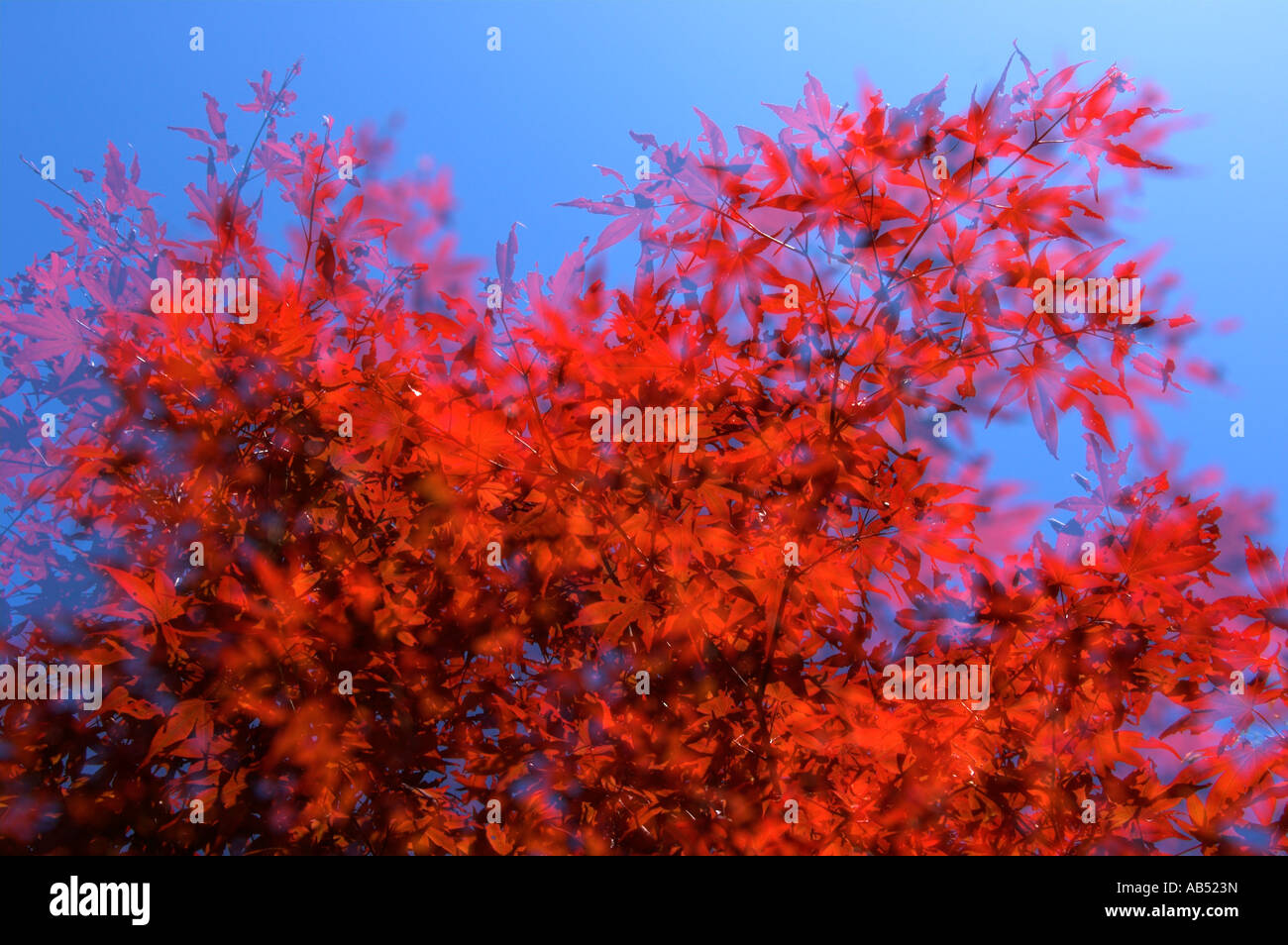 Japanese maple impression Stock Photo - Alamy