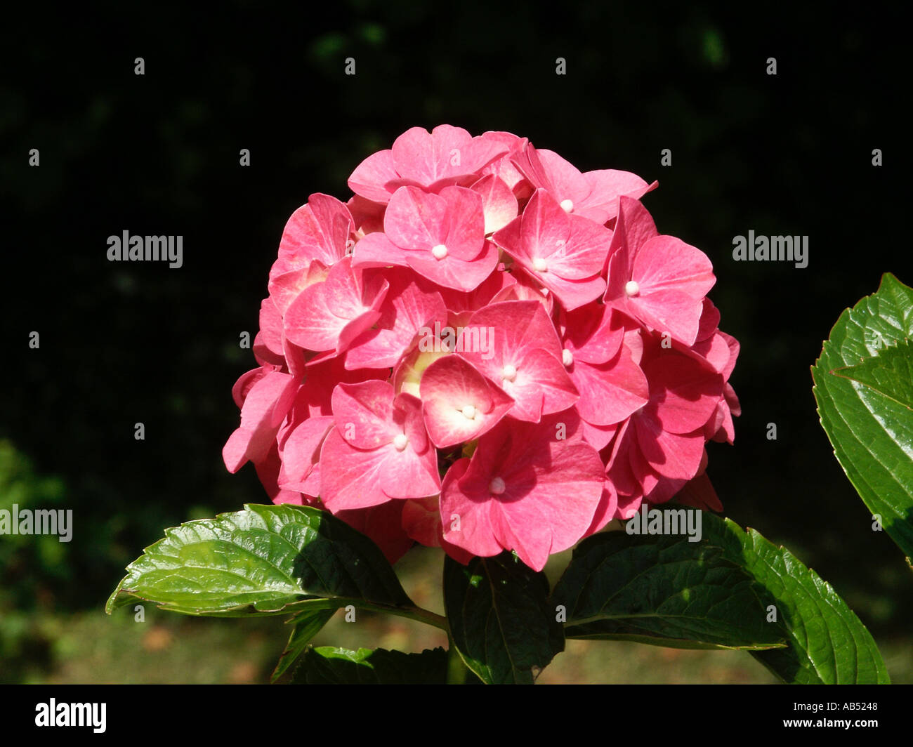 Hydrangea garden container hi-res stock photography and images - Alamy