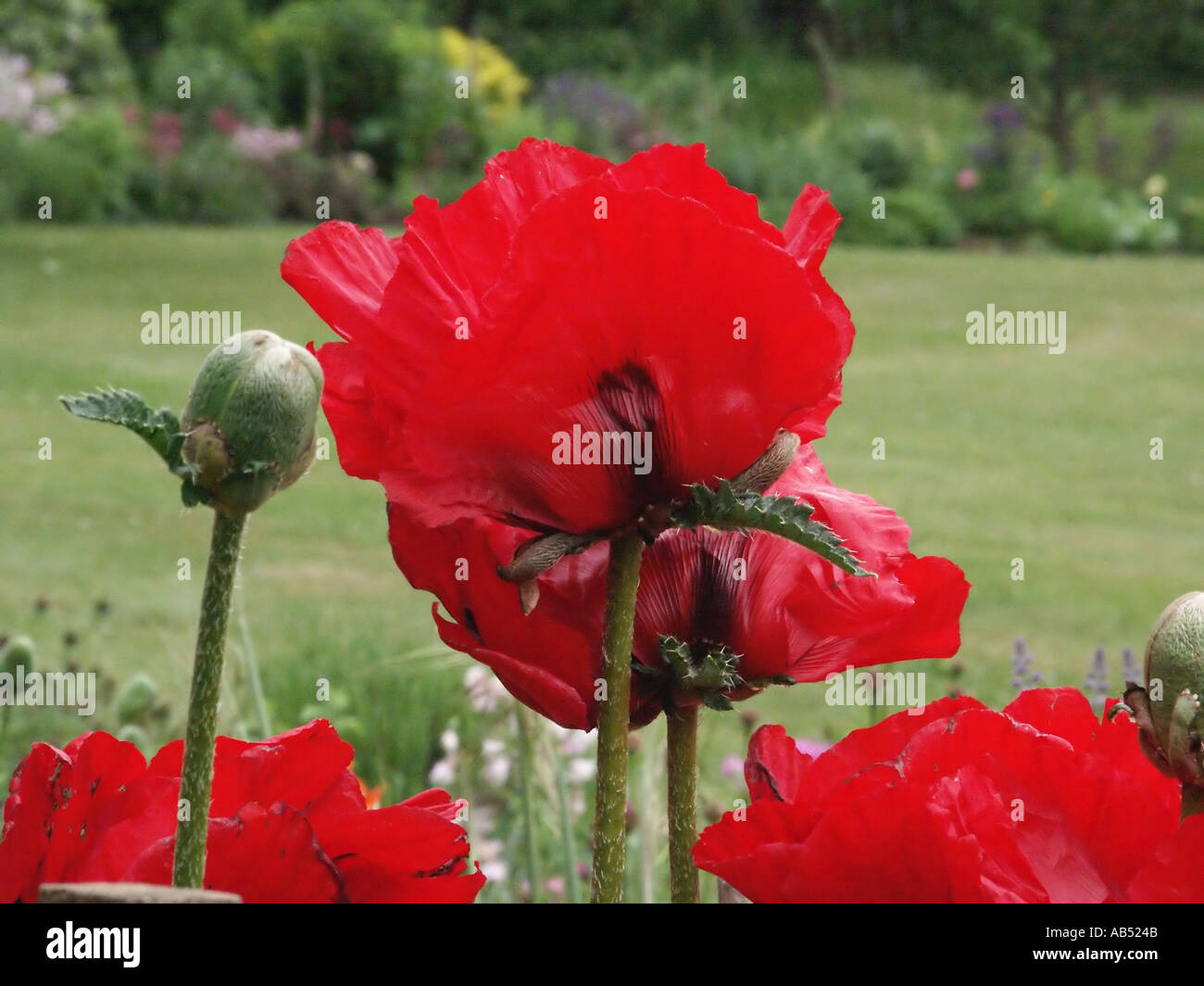 Papaver bracteatum Brilliant Red Poppy Stock Photo - Alamy