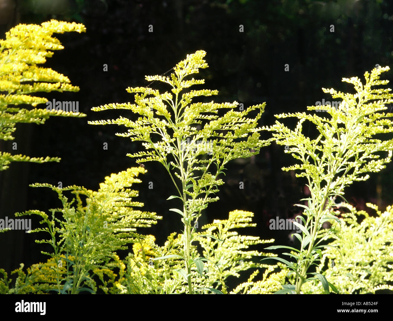 Solidago golden rod hi-res stock photography and images - Alamy
