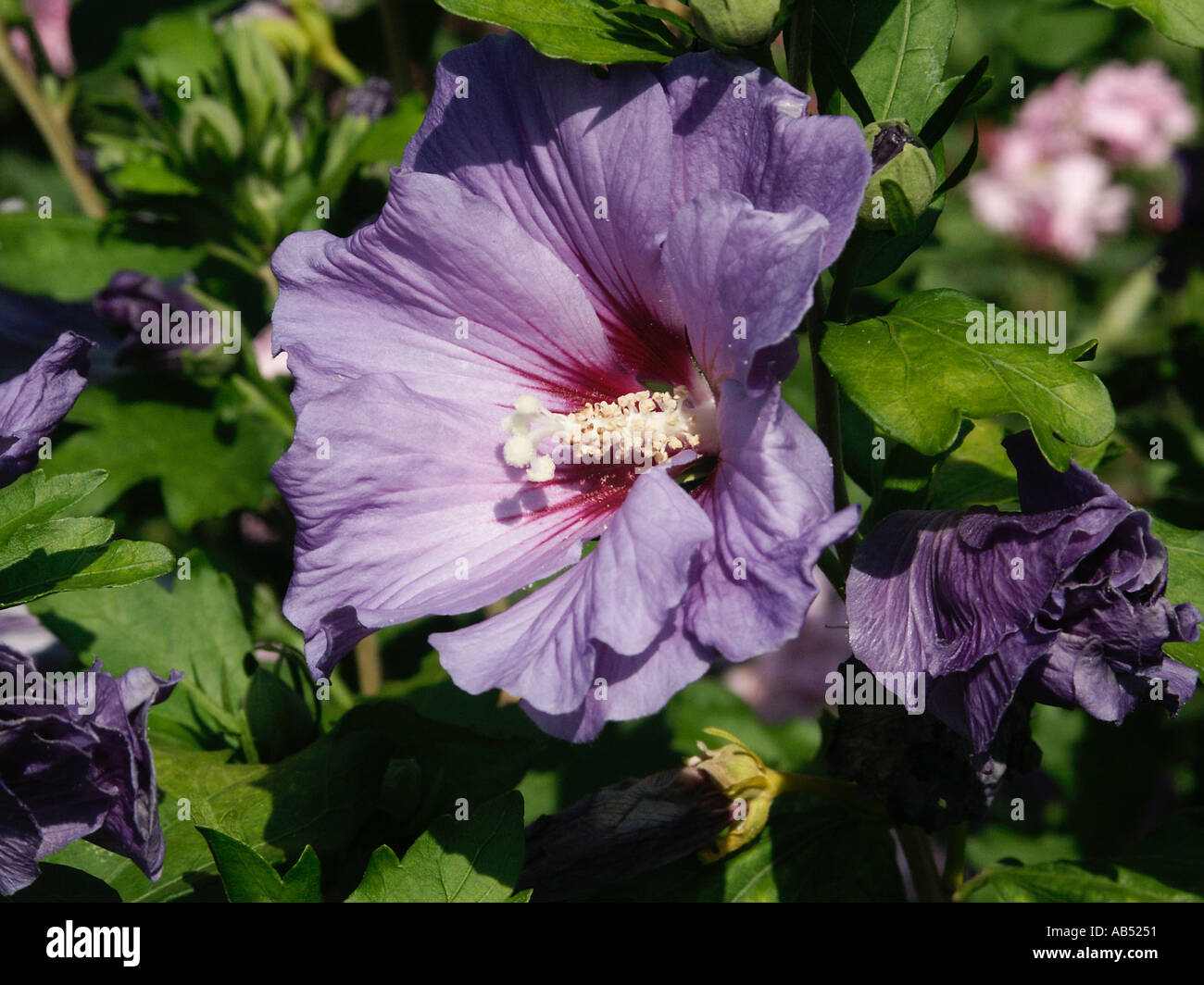 Hibiscus syriacus Blue Bird Stock Photo - Alamy