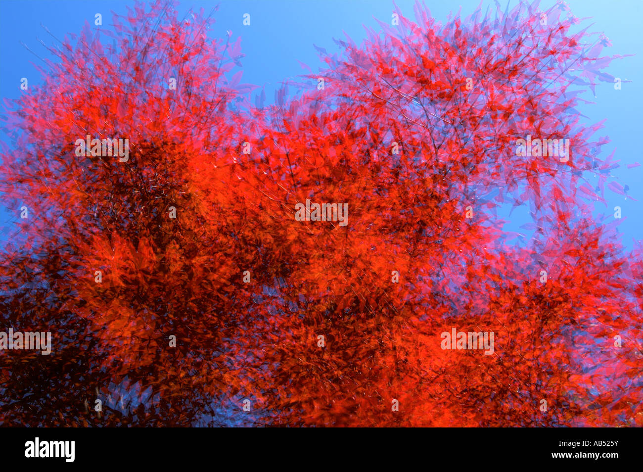 Japanese maple impressionist Stock Photo - Alamy