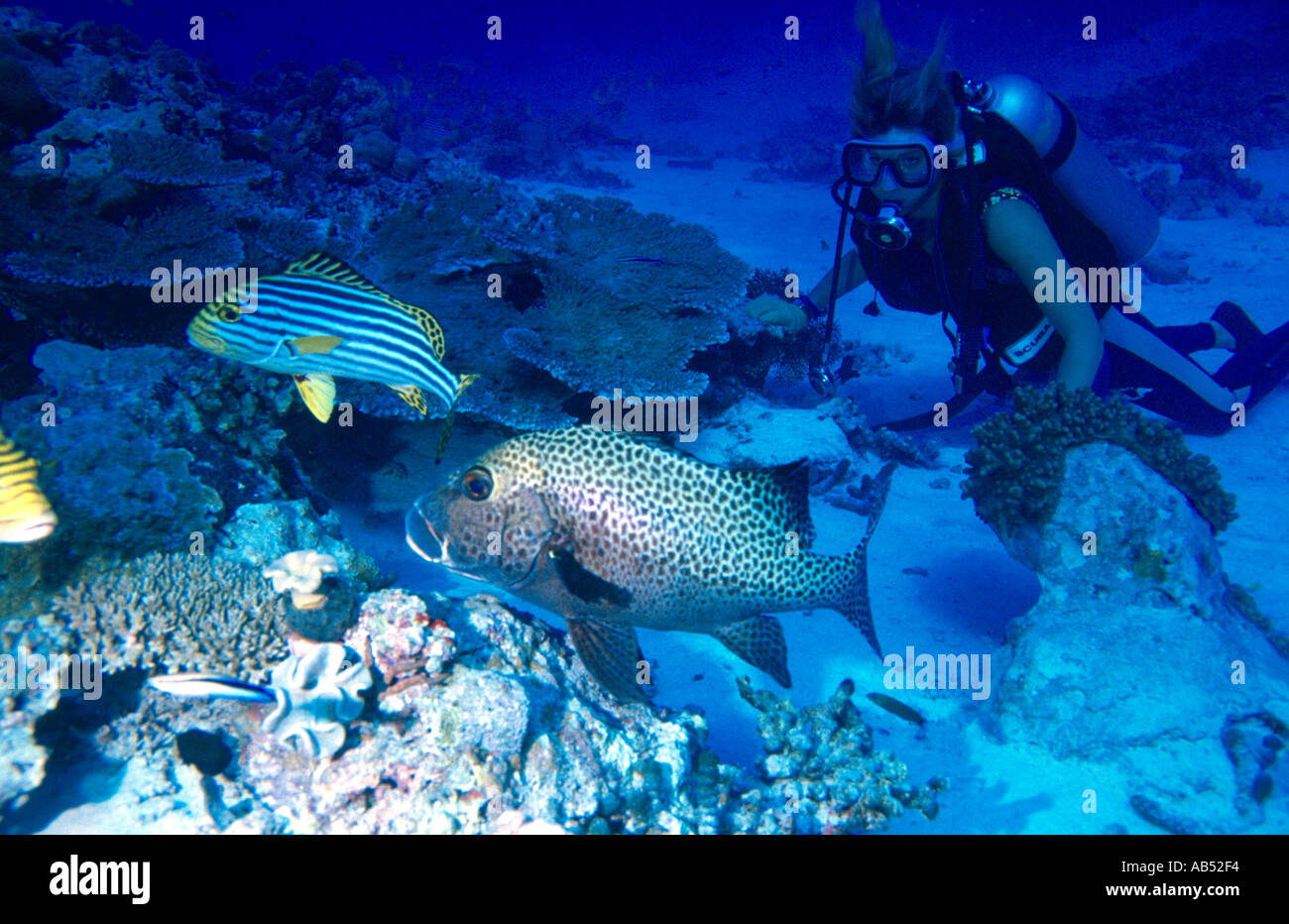 Divers with grouper and sweetlips fish Maldives Stock Photo - Alamy