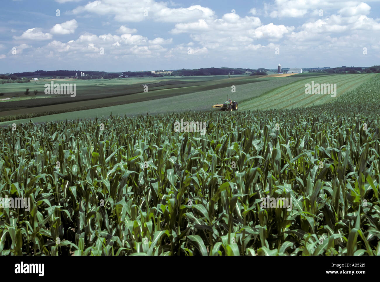 Wisconsin Corn Field Stock Photo - Alamy