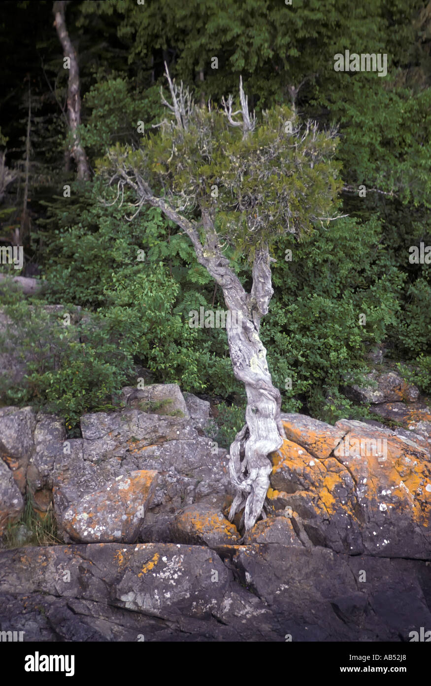 the witch tree is a favorite tourist attraction in the Wisconsin Dells ...