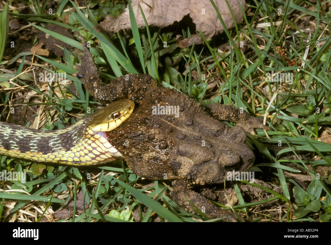 Garden snake hi-res stock photography and images - Alamy