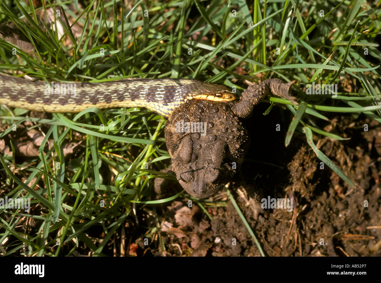 Common garden snake eating a captured toad Stock Photo - Alamy