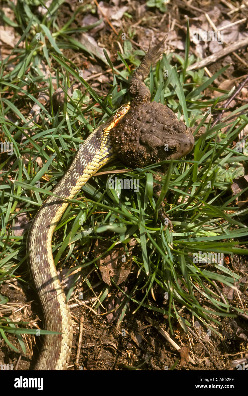 Common garden snake eating a captured toad Stock Photo - Alamy
