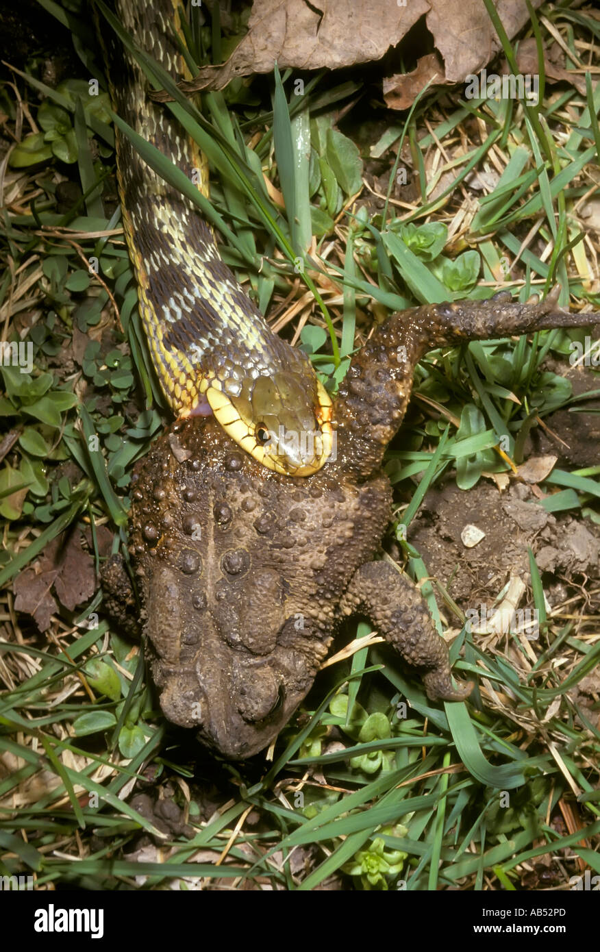 Common garden snake eating a captured toad Stock Photo - Alamy