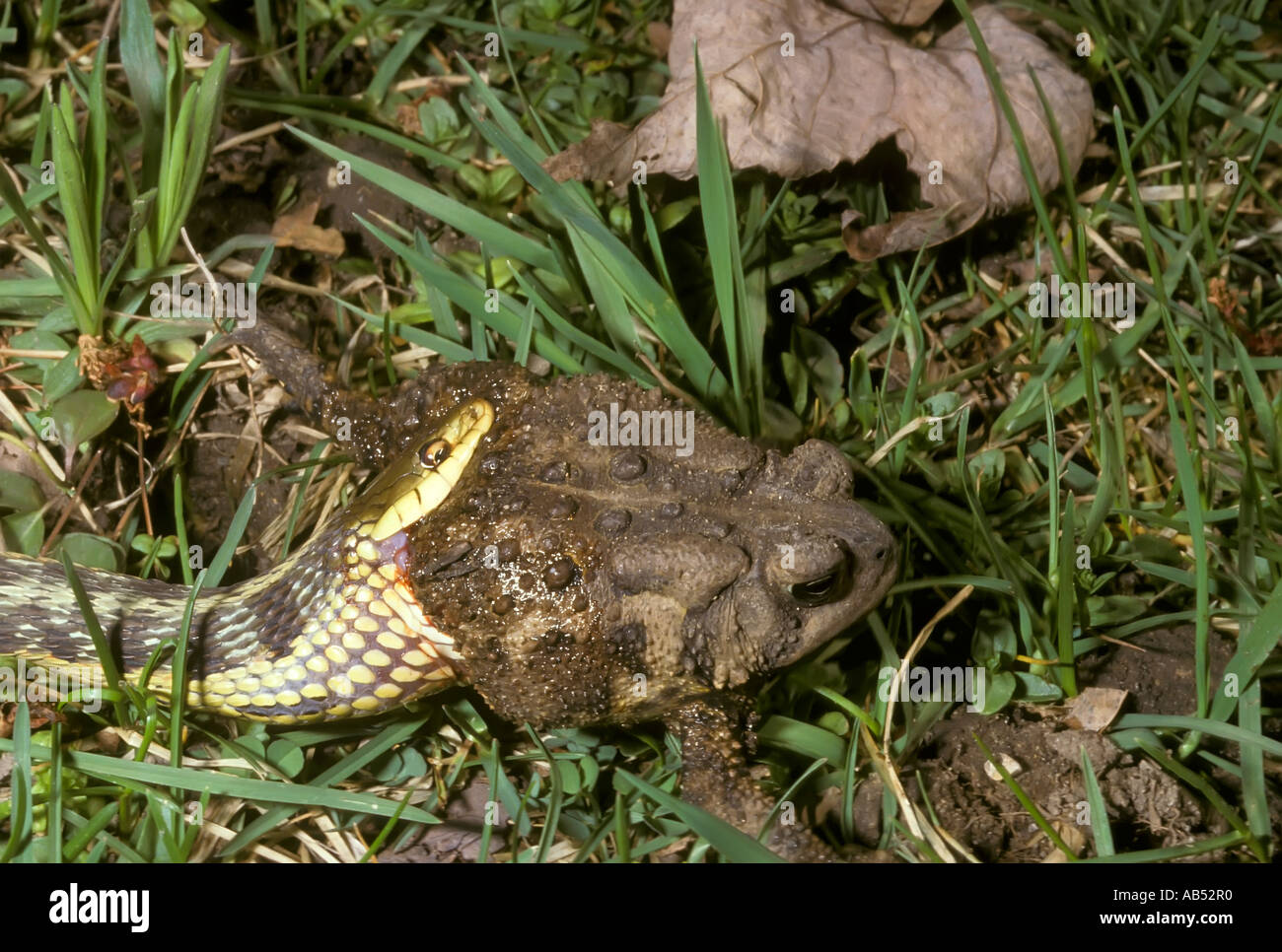 Garden Snake High Resolution Stock Photography and Images - Alamy