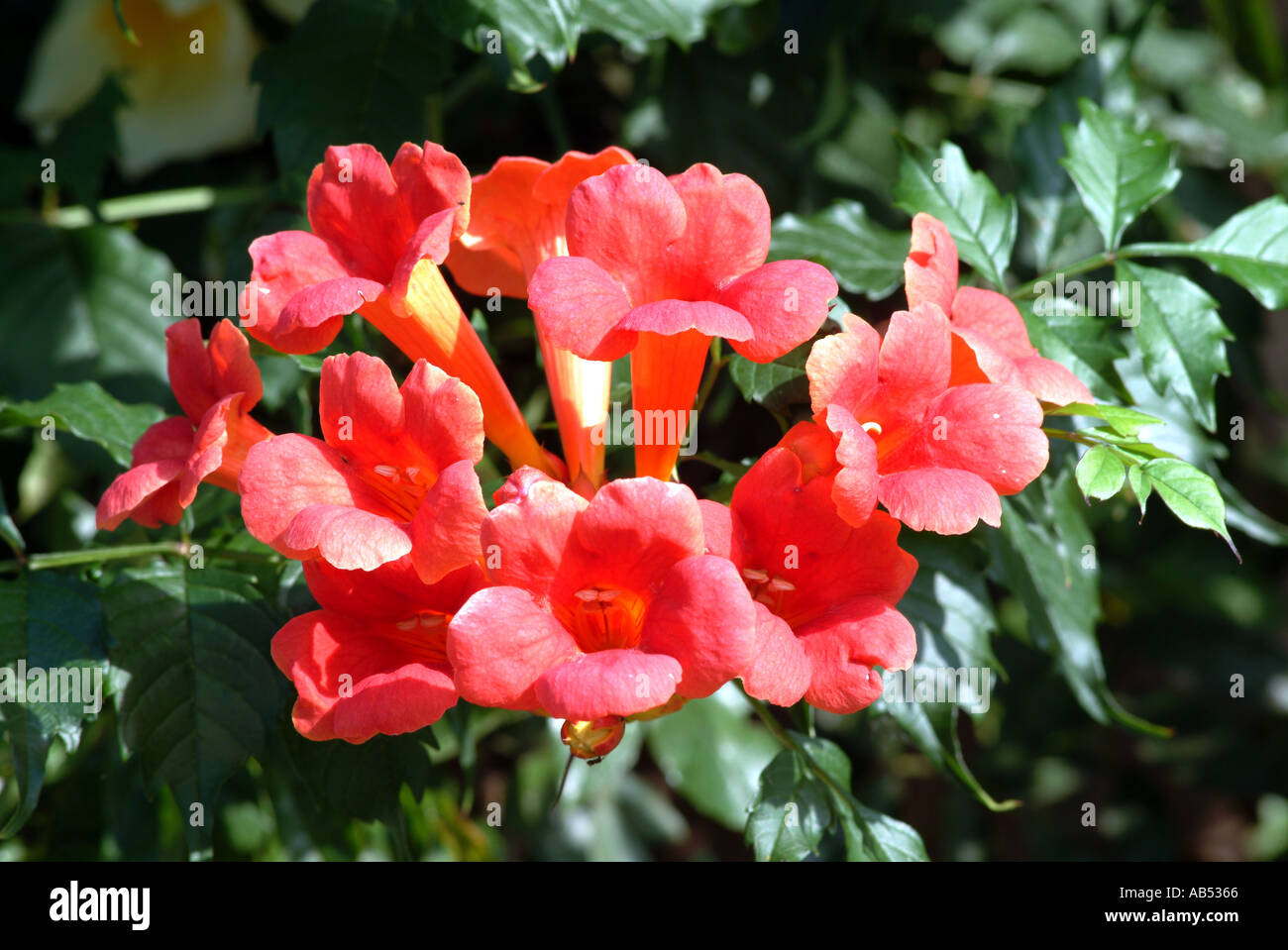 Campsis flowers in bloom Stock Photo - Alamy