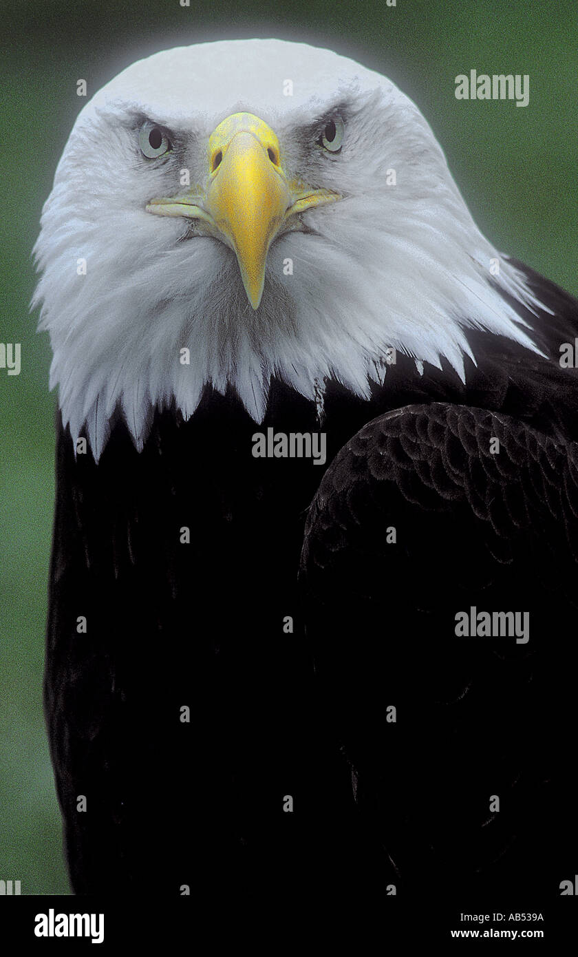 Northern Bald Eagle Stock Photo - Alamy Northern Bald Eagle Stock Photo - Alamy