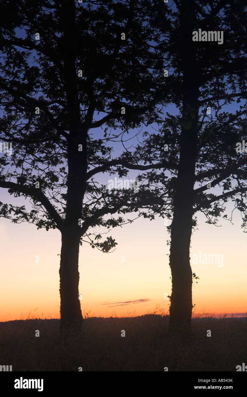Trees pair hi-res stock photography and images - Alamy