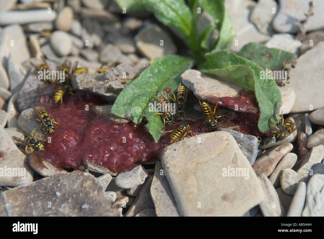 Wasps eating jam Stock Photo - Alamy