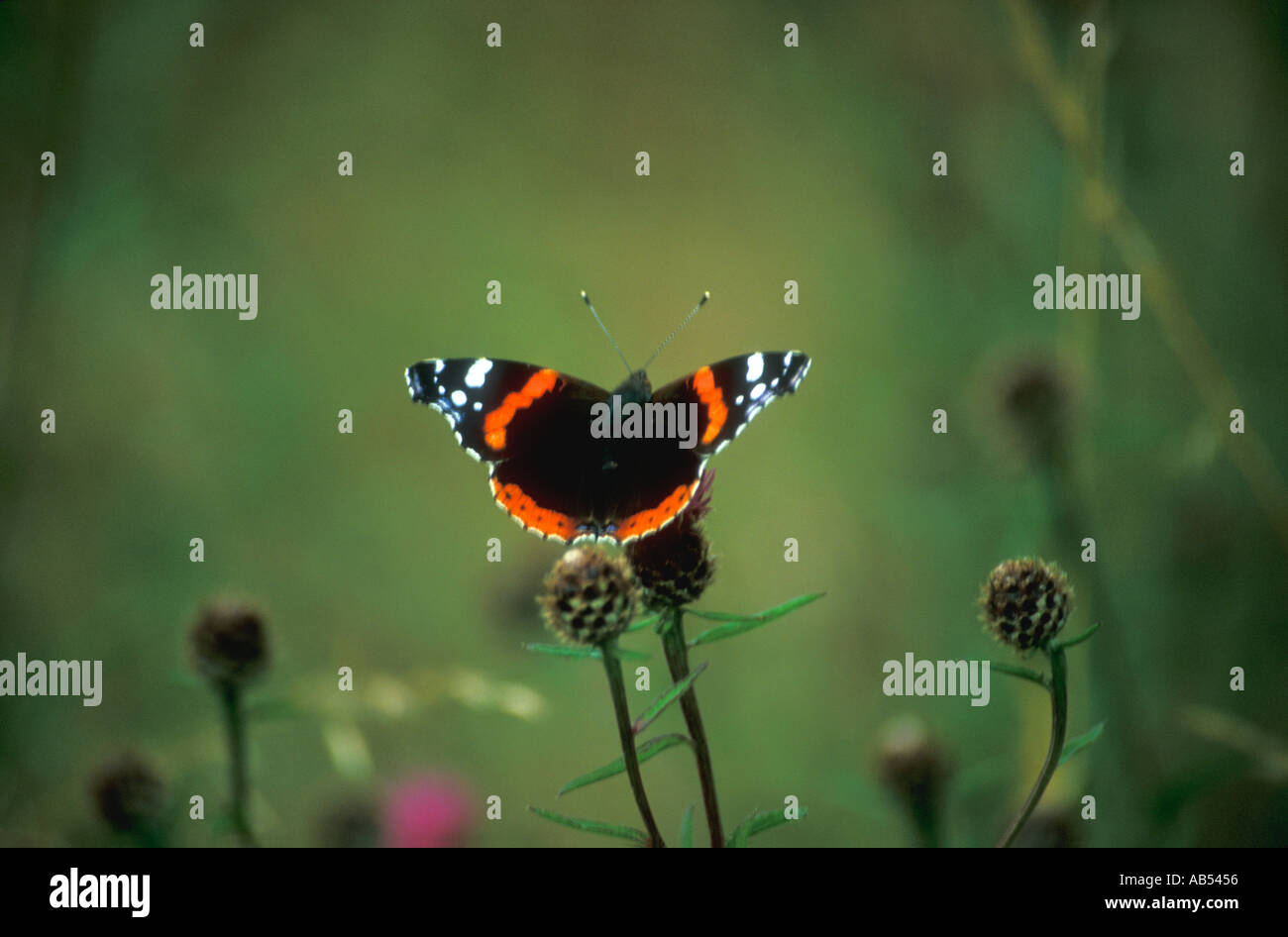 Red Admiral butterfly Vanessa Atalanta England UK GB Stock Photo - Alamy