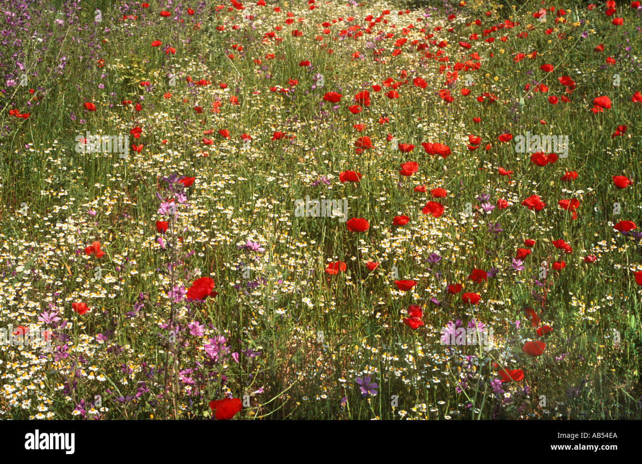 Spring flowers on the Greek island of Zakynthos Stock Photo - Alamy