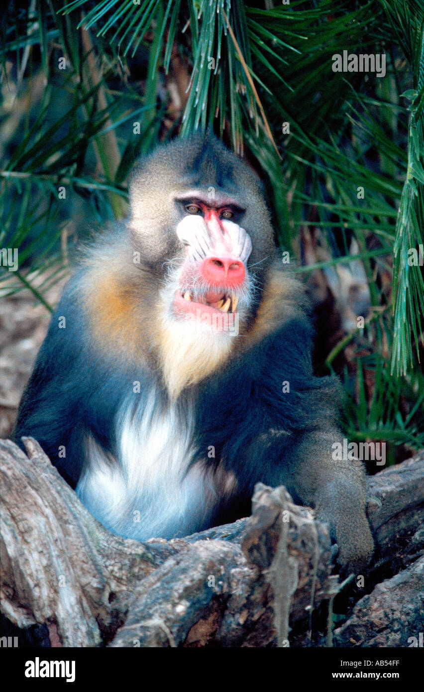 Mandrill endangered species africa hi-res stock photography and images ...