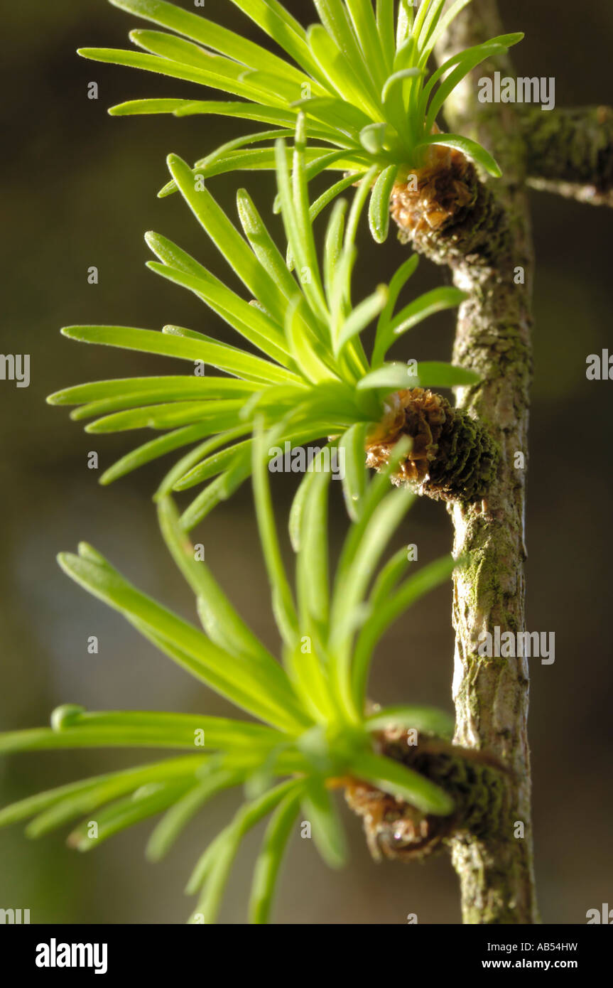 European Larch, larix decidua, young fresh needles in spring, Scotland ...